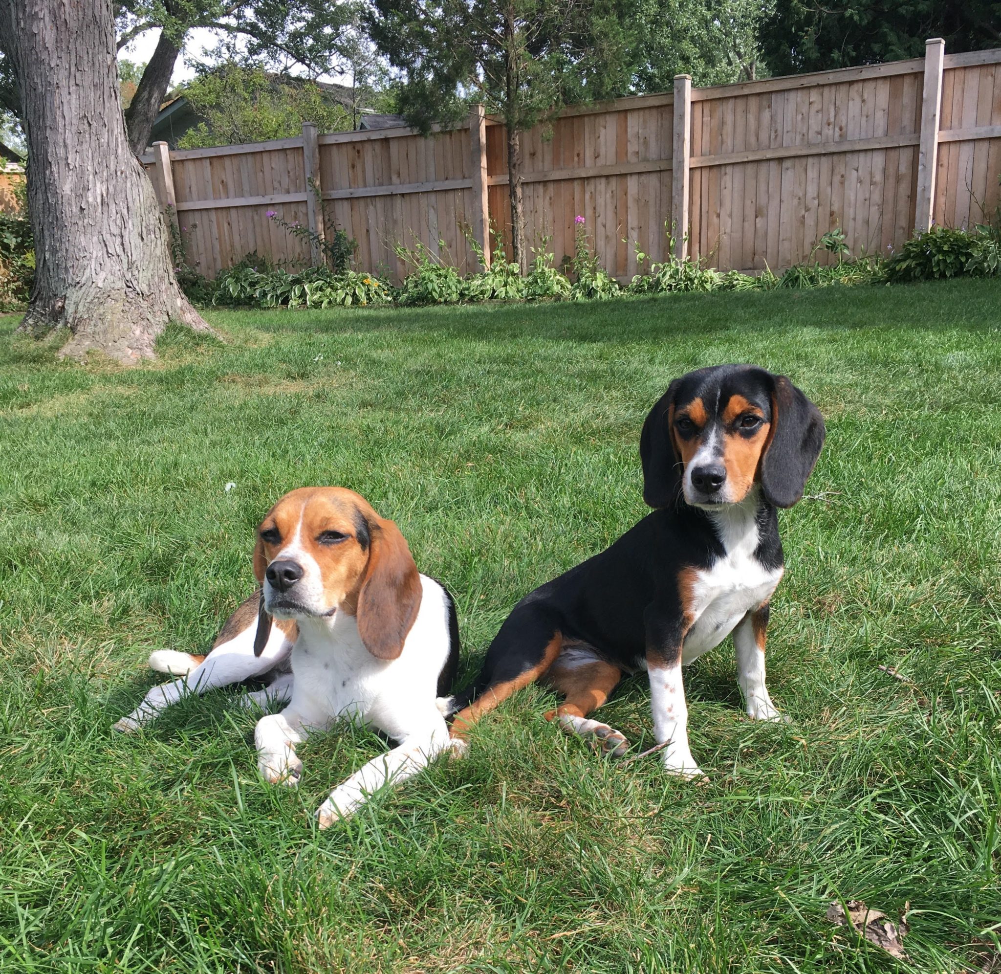 Beagle | Suburban K9