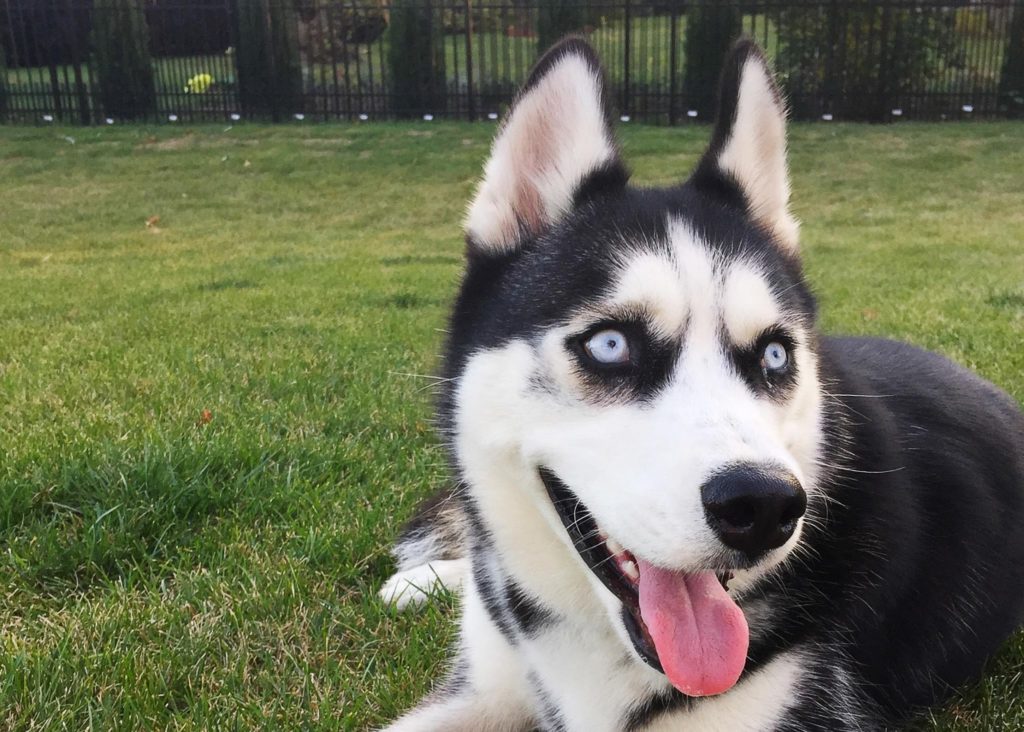 Siberian Husky | Suburban K9