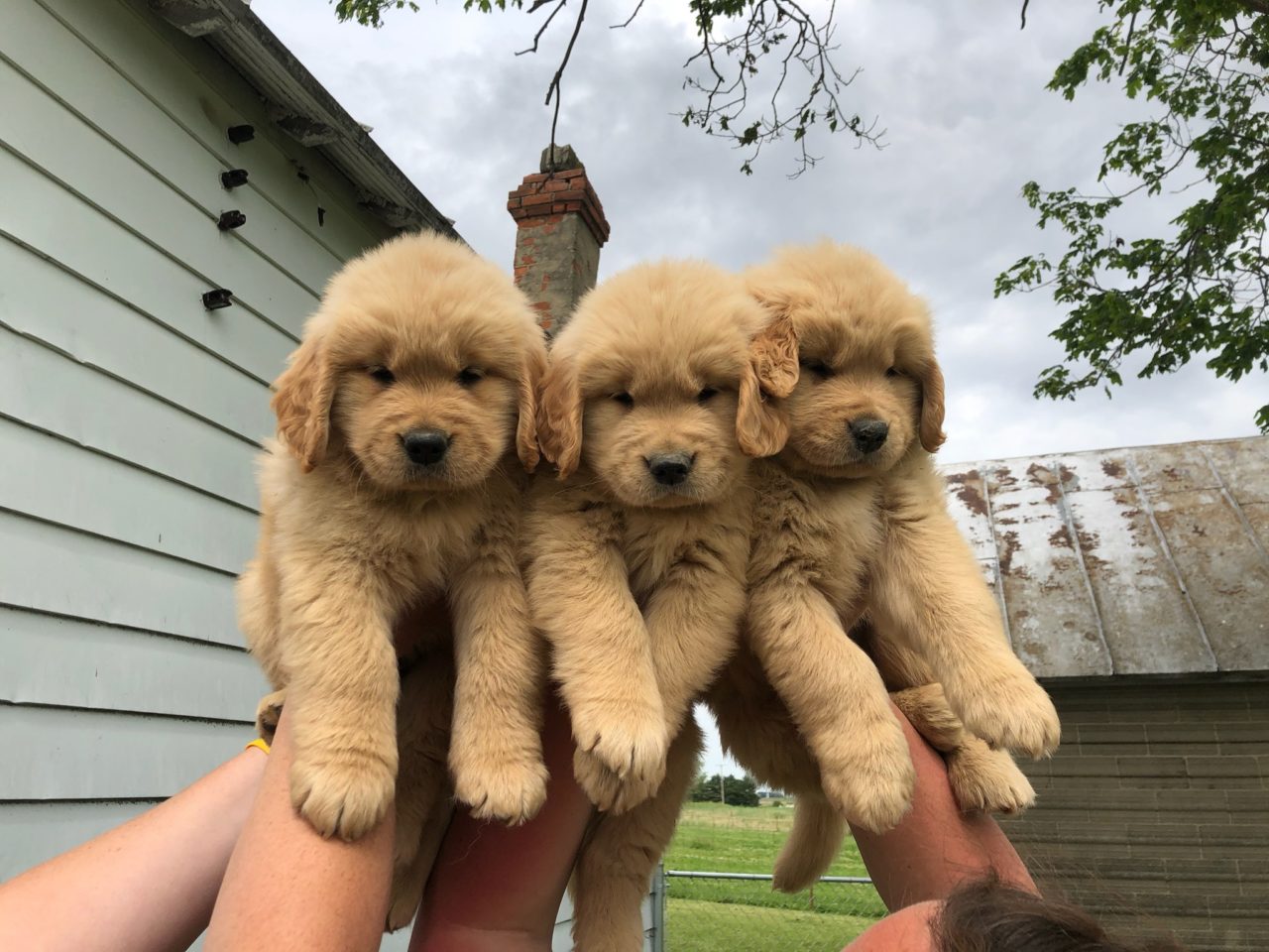 Choose the Best Dog Breeder: A Comprehensive Guide