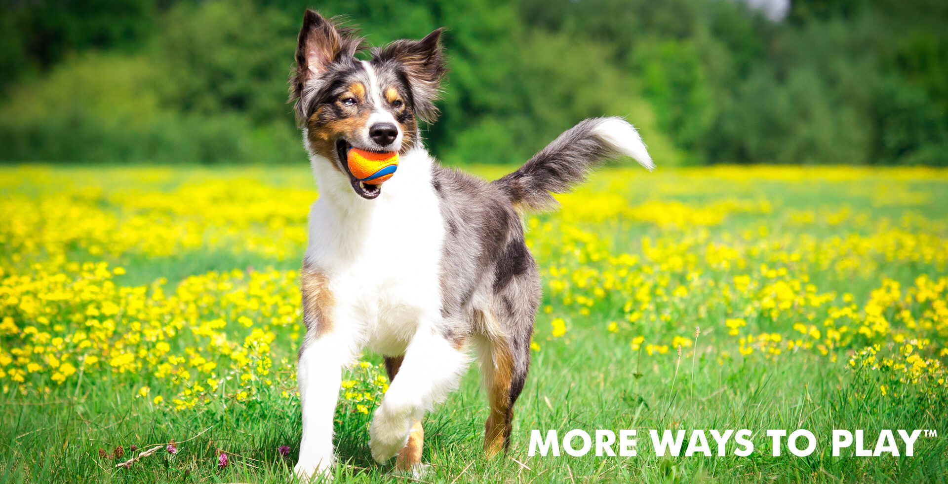 How to Make Dog Training Fun! | Suburban K9