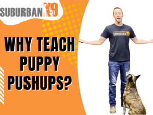 Teaching a Puppy Pushups | Suburban K9