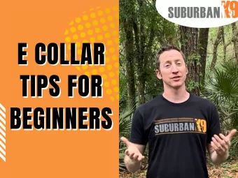 E Collar Tips for Beginners: Sizing and Using Dogtra Arc