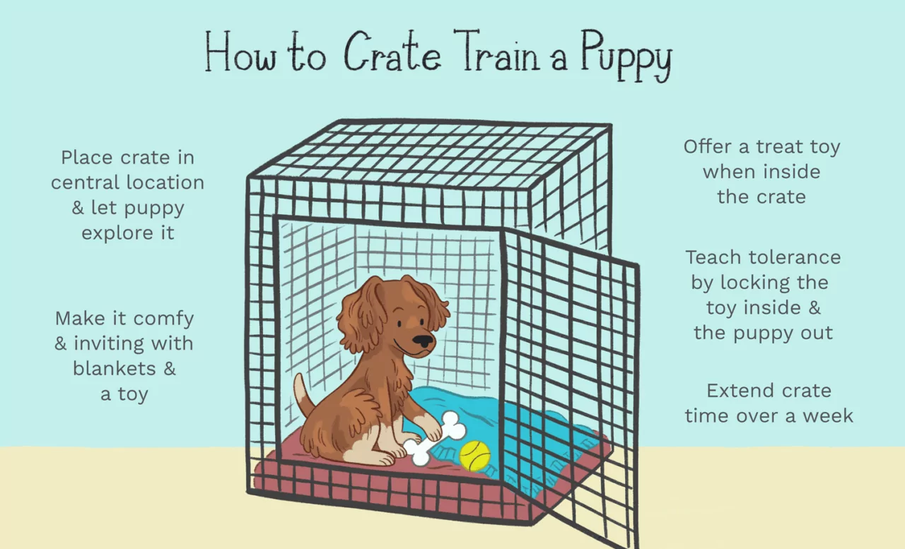 How To Potty Train A Puppy In 7 Days: Step-By-Step Guide