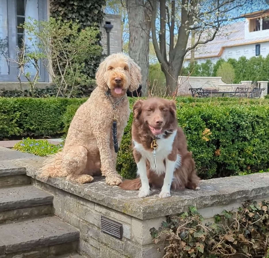 Use This Tool When Off Leash Training Your Dog!