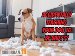 Dog Classical Conditioning: Techniques for Training Your Dog