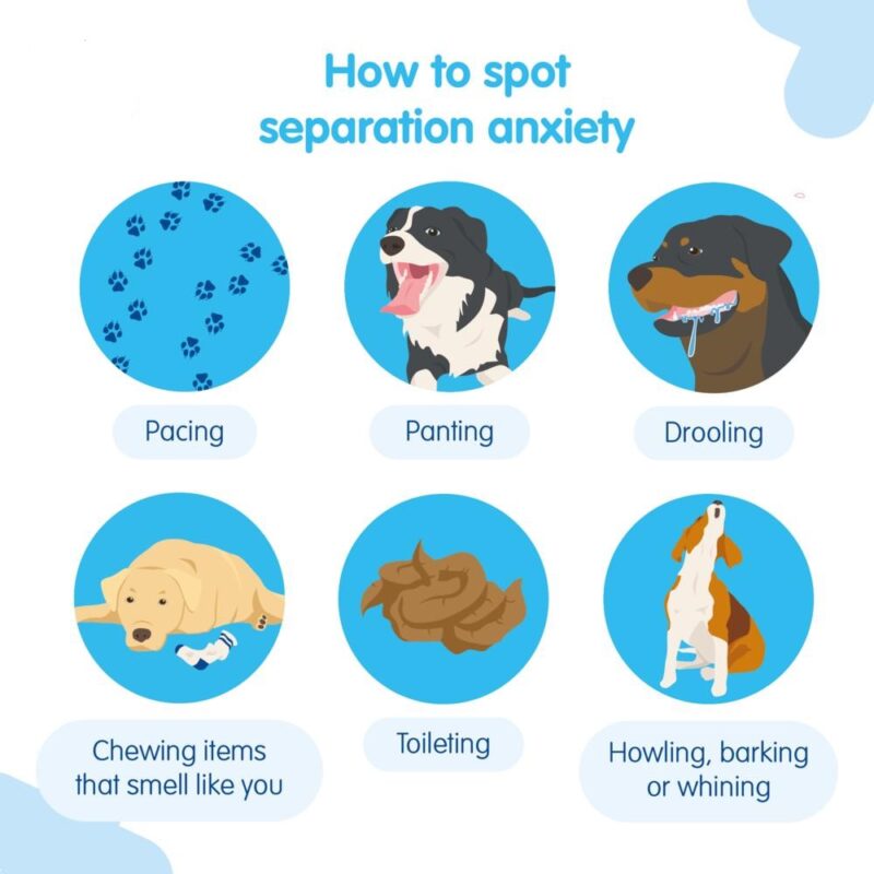 Easing Separation Anxiety In Dogs (Triggers + Quick Cures)