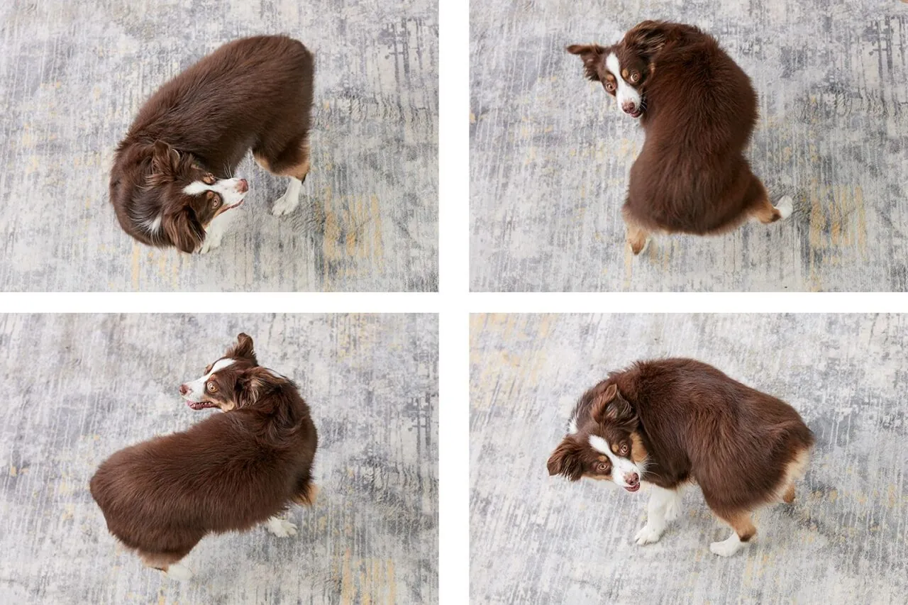 13+ Fun & Easy Tricks To Teach Your Dog (With Instructions)