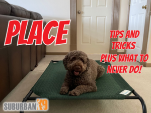 How To Teach Place Command: Dog Training | Suburban K9