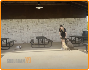Dog Boot Camp | Trusted Board & Train Experts | Suburban K9