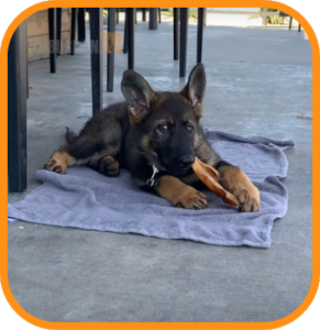 Dog Boot Camp | Trusted Board & Train Experts | Suburban K9